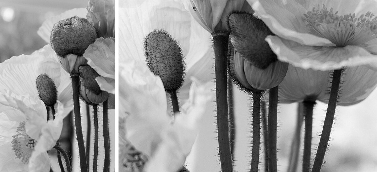 poppy study
