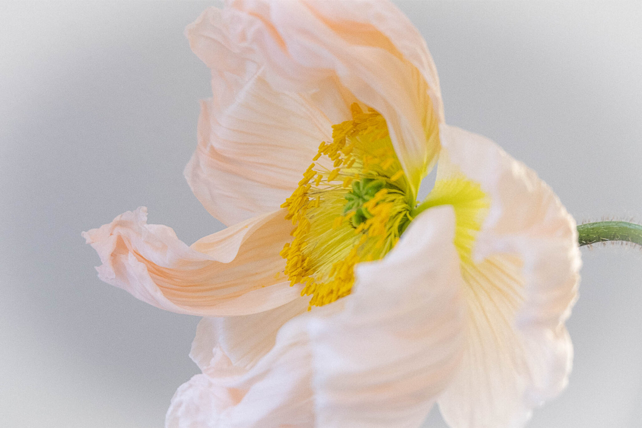 poppy study