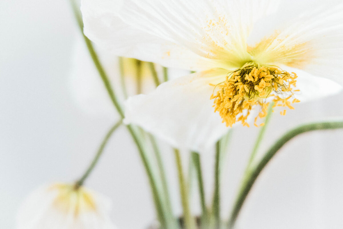 poppy study